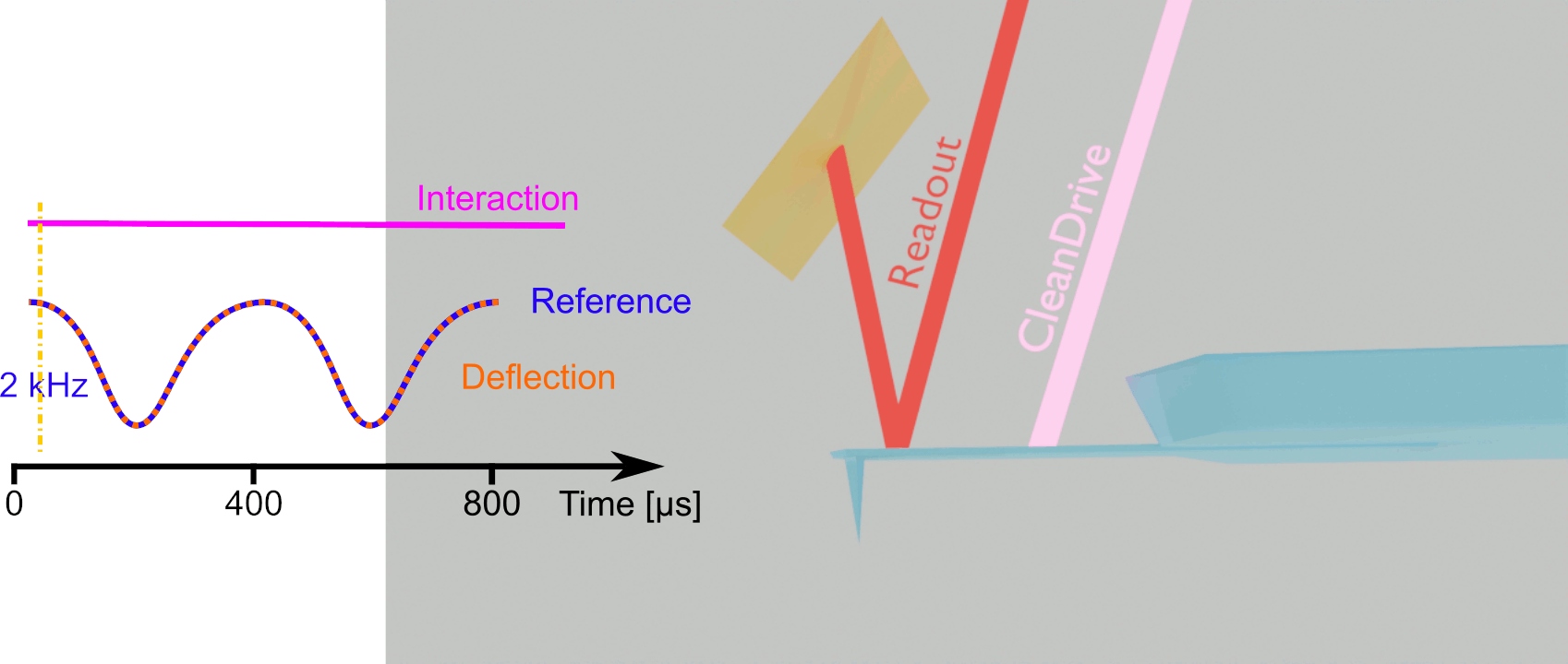 FridayAFM - Nanomechanics of lettuce stomata