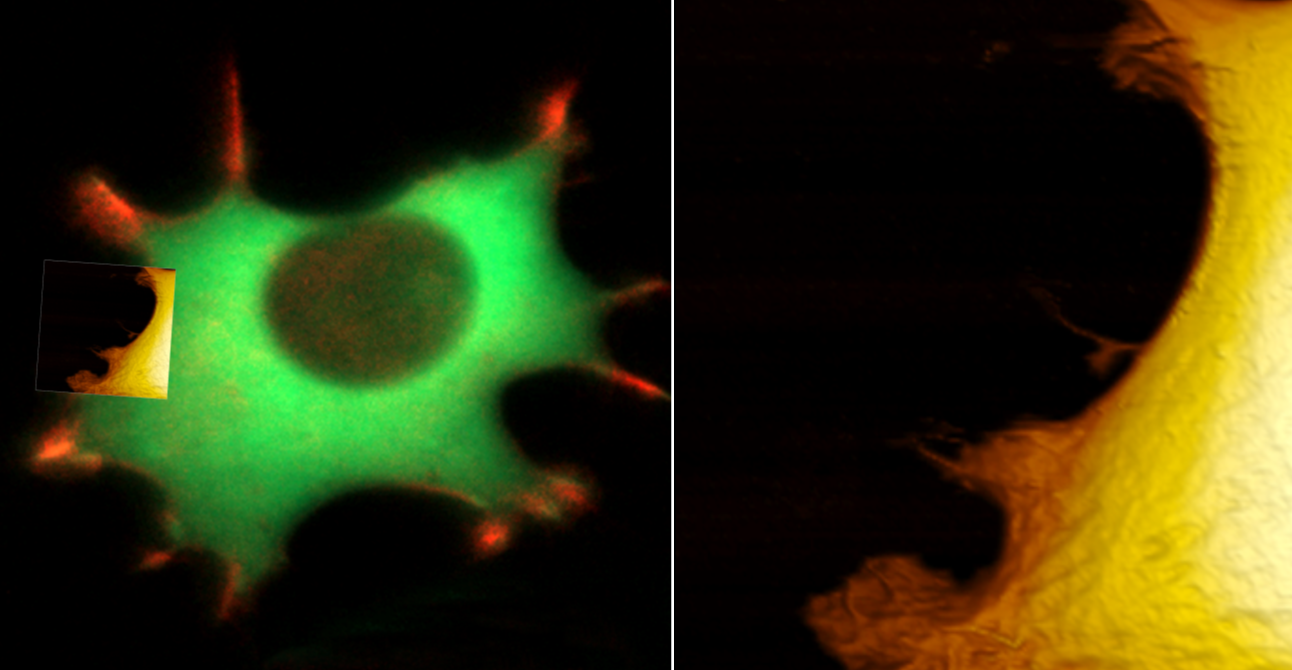 Application Note: Performing Bio-AFM on live cells
